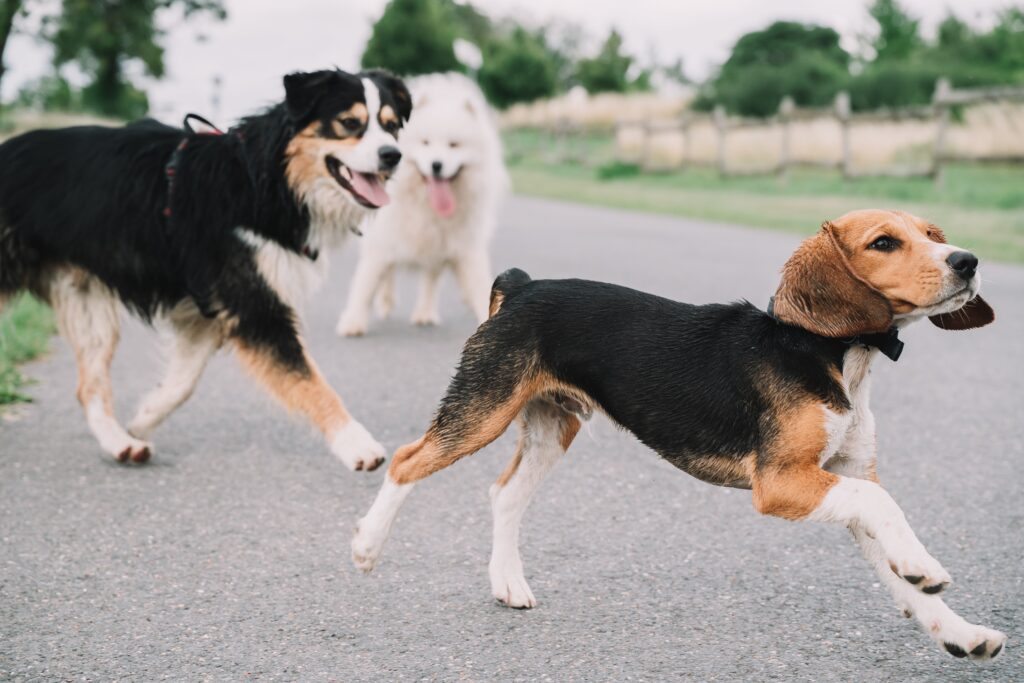 Exploring the Profound Connection Between Humans and Dogs: A ...